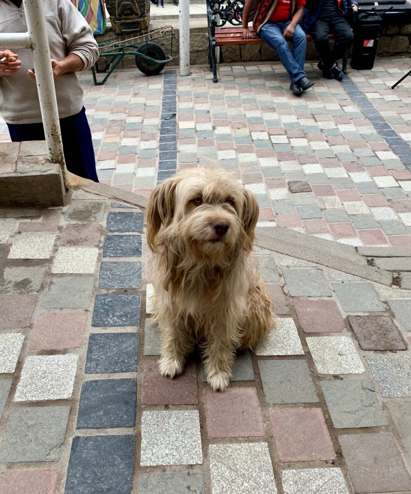 Photo essay: The dogs of Peru – I've Bean Travelling