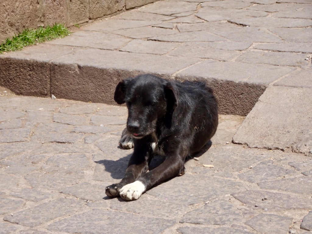 Photo essay: The dogs of Peru – I've Bean Travelling