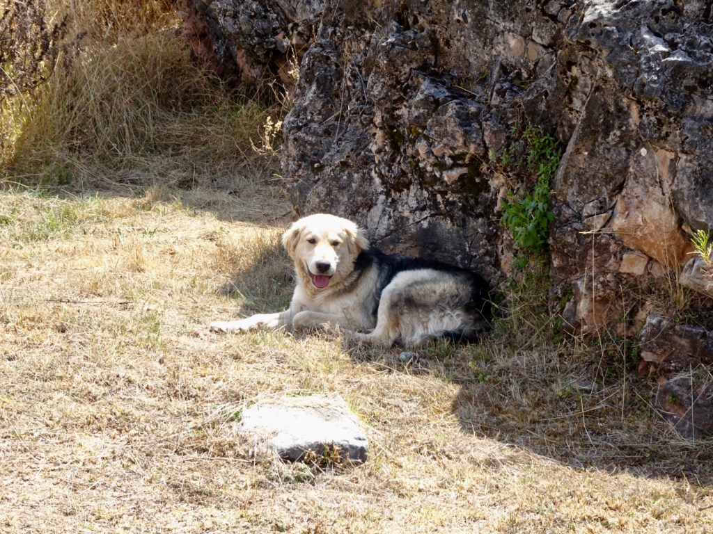 Photo essay: The dogs of Peru – I've Bean Travelling