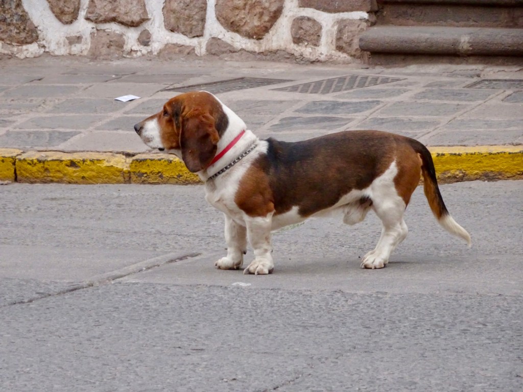 Photo essay: The dogs of Peru – I've Bean Travelling