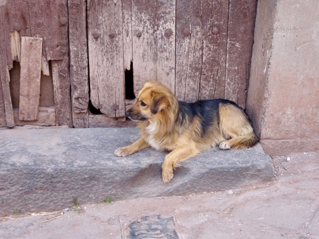 Photo essay: The dogs of Peru – I've Bean Travelling