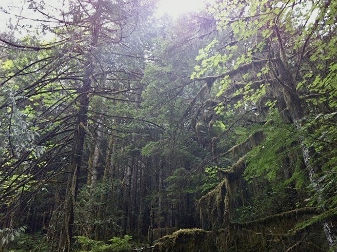 Off the beaten path on north Vancouver Island – I've Bean Travelling