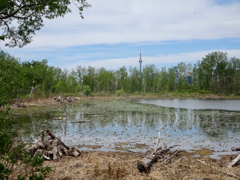 Urban wilderness at Tommy Thompson Park, Toronto – I've Bean Travelling