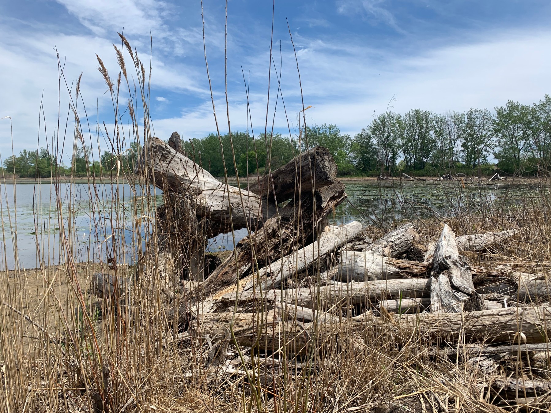 Urban wilderness at Tommy Thompson Park, Toronto – I've Bean Travelling