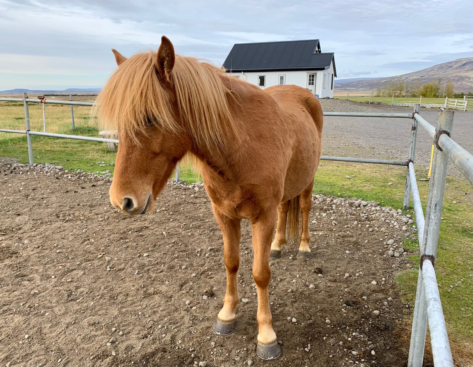 Touring the Golden Circle & Secret Lagoon, Iceland – I've Bean Travelling